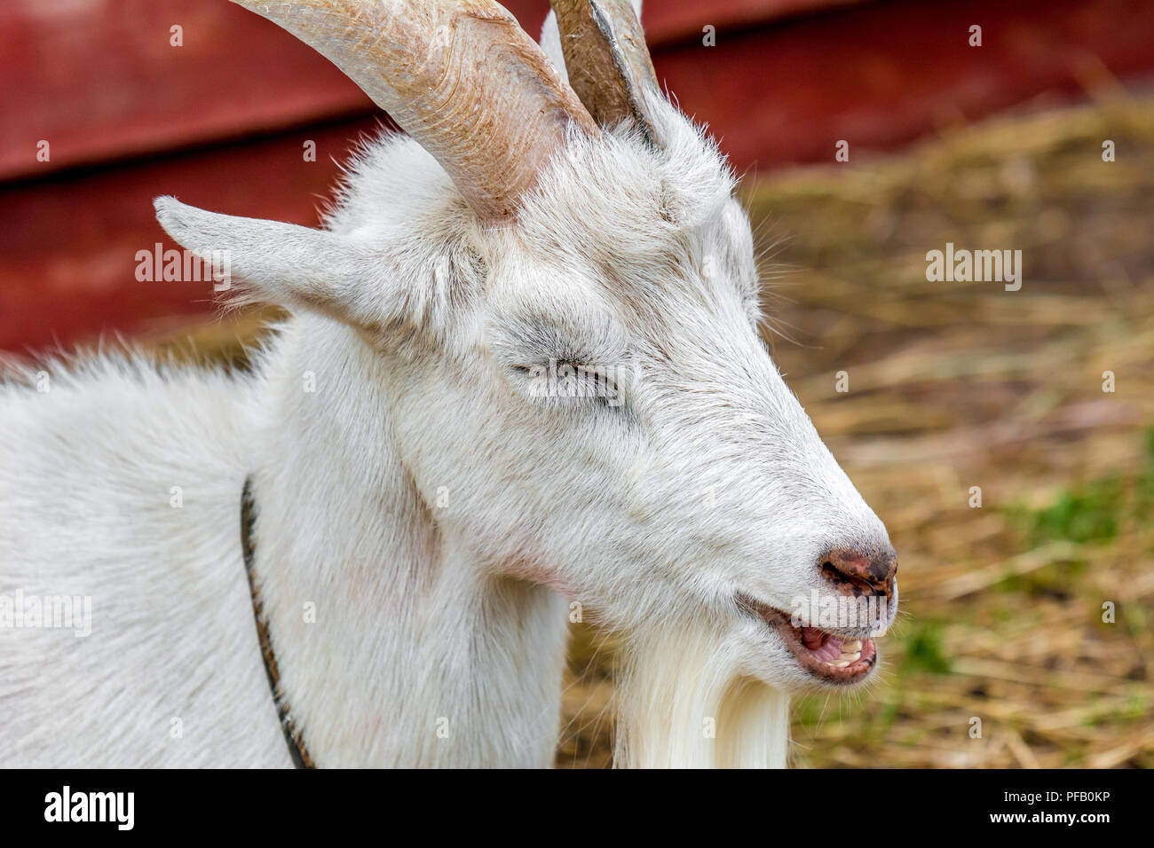 Horned male goat standing hi-res stock photography and images - Alamy