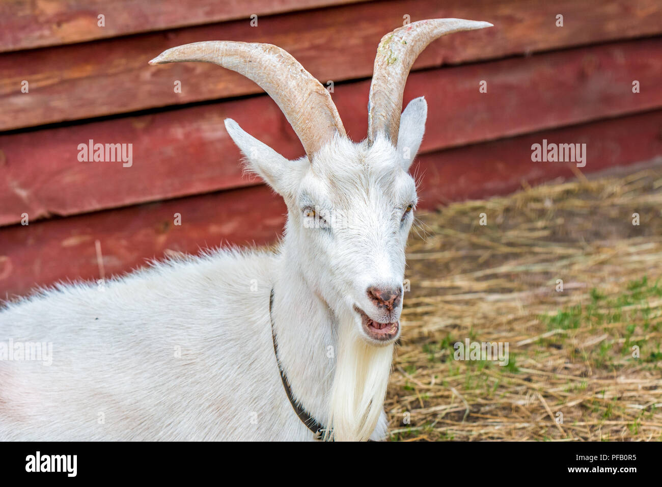 Big horned goat hi-res stock photography and images - Alamy