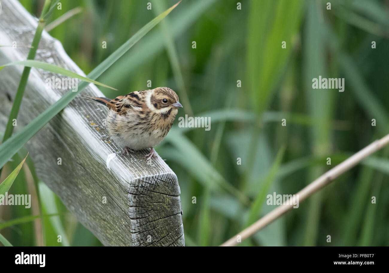 Female Reed Bunting-Emberiza schoeniclus, Spring. Uk Stock Photo - Alamy