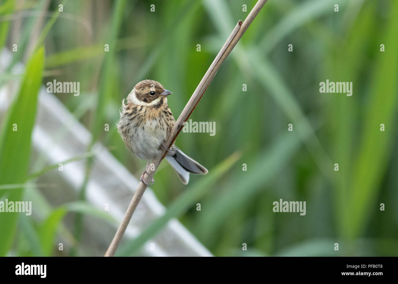 Female Reed Bunting-Emberiza schoeniclus, Spring. Uk Stock Photo - Alamy
