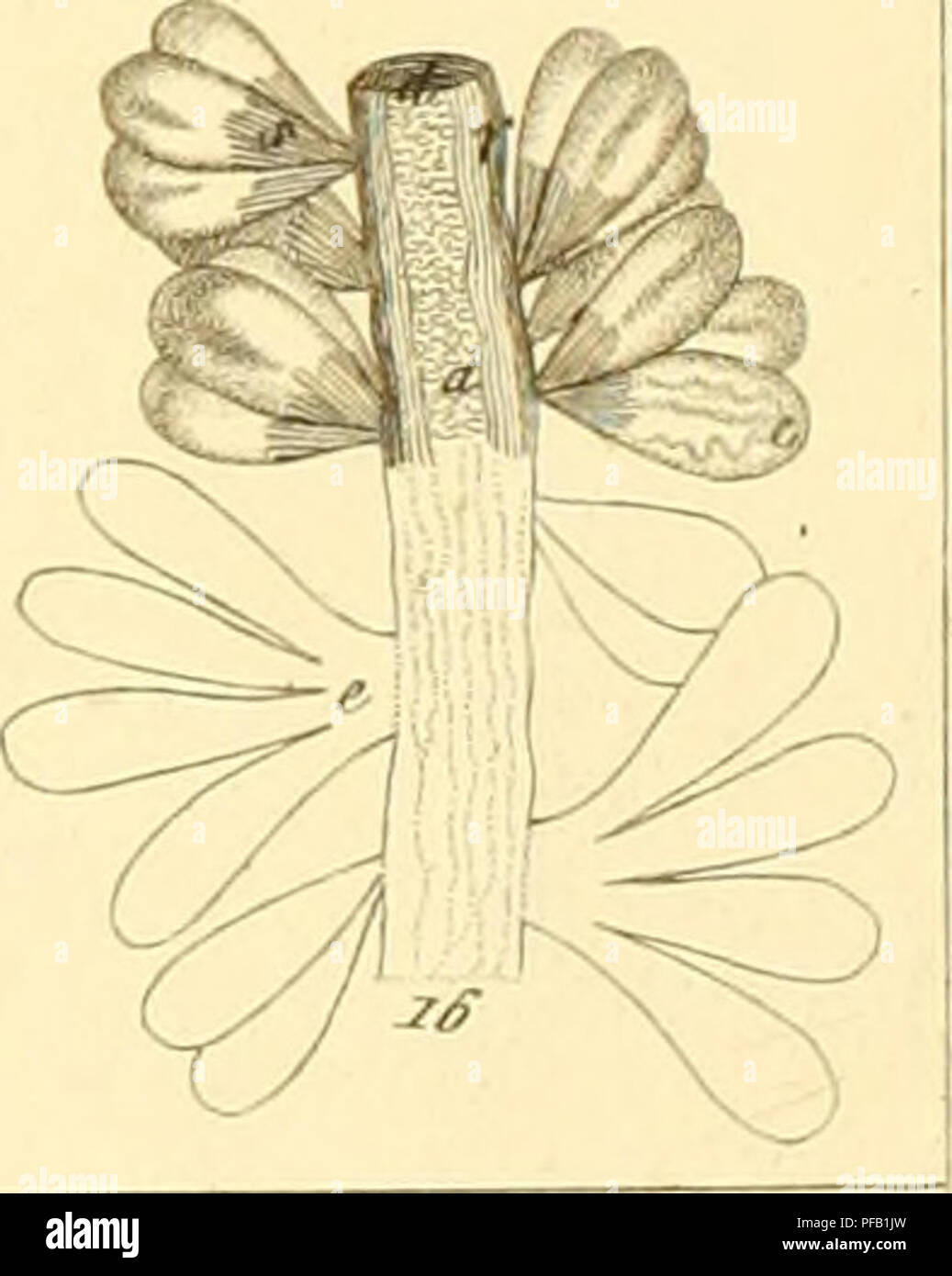 This work provides anatomical descriptions of invertebrate species ...