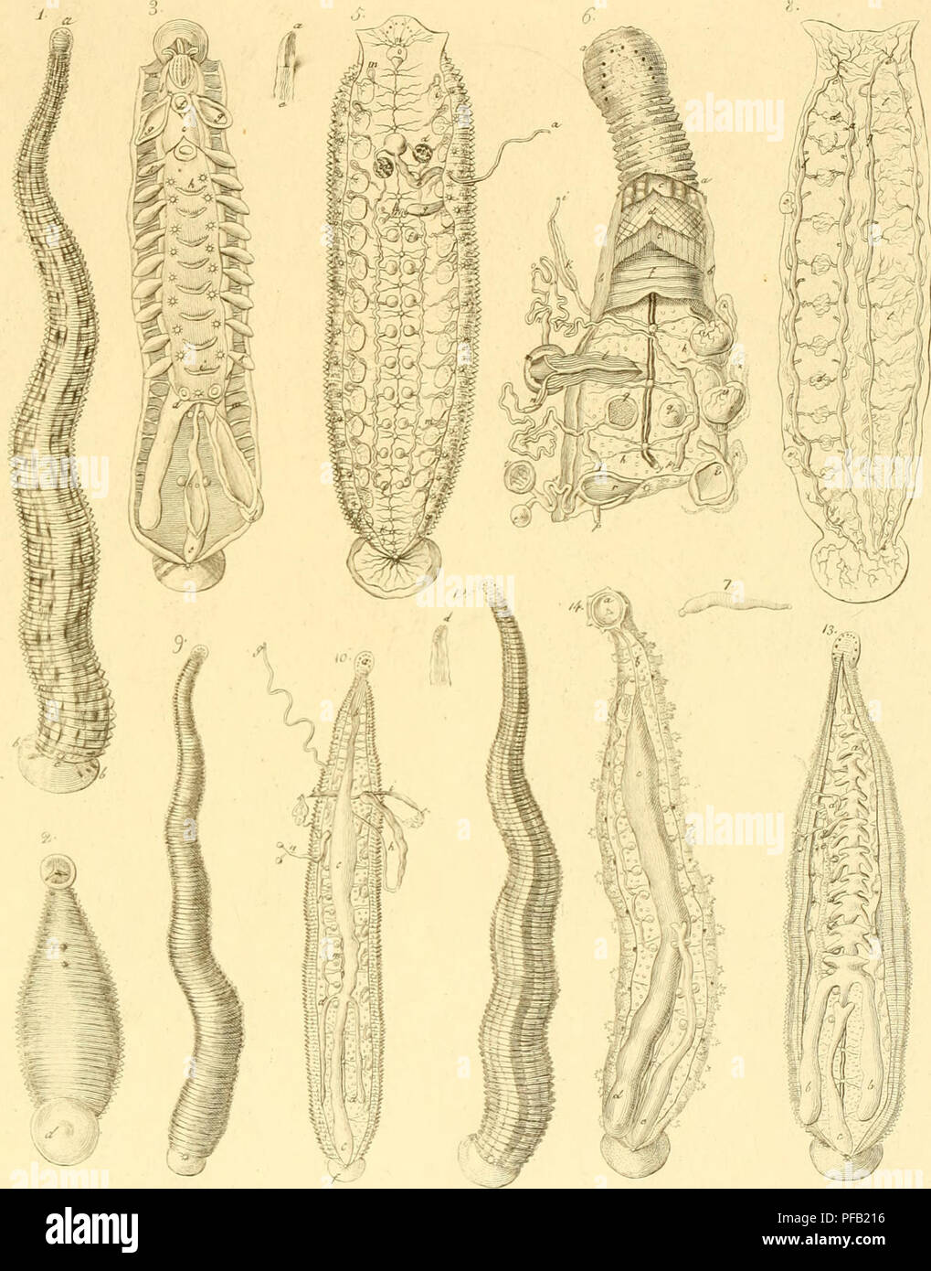 This work details the observation and anatomical study of invertebrate ...