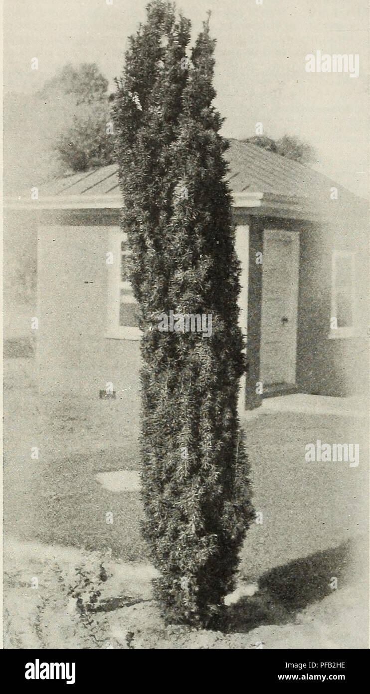 . Descriptive illustrated catalog of dependable fruit and ornamental ...