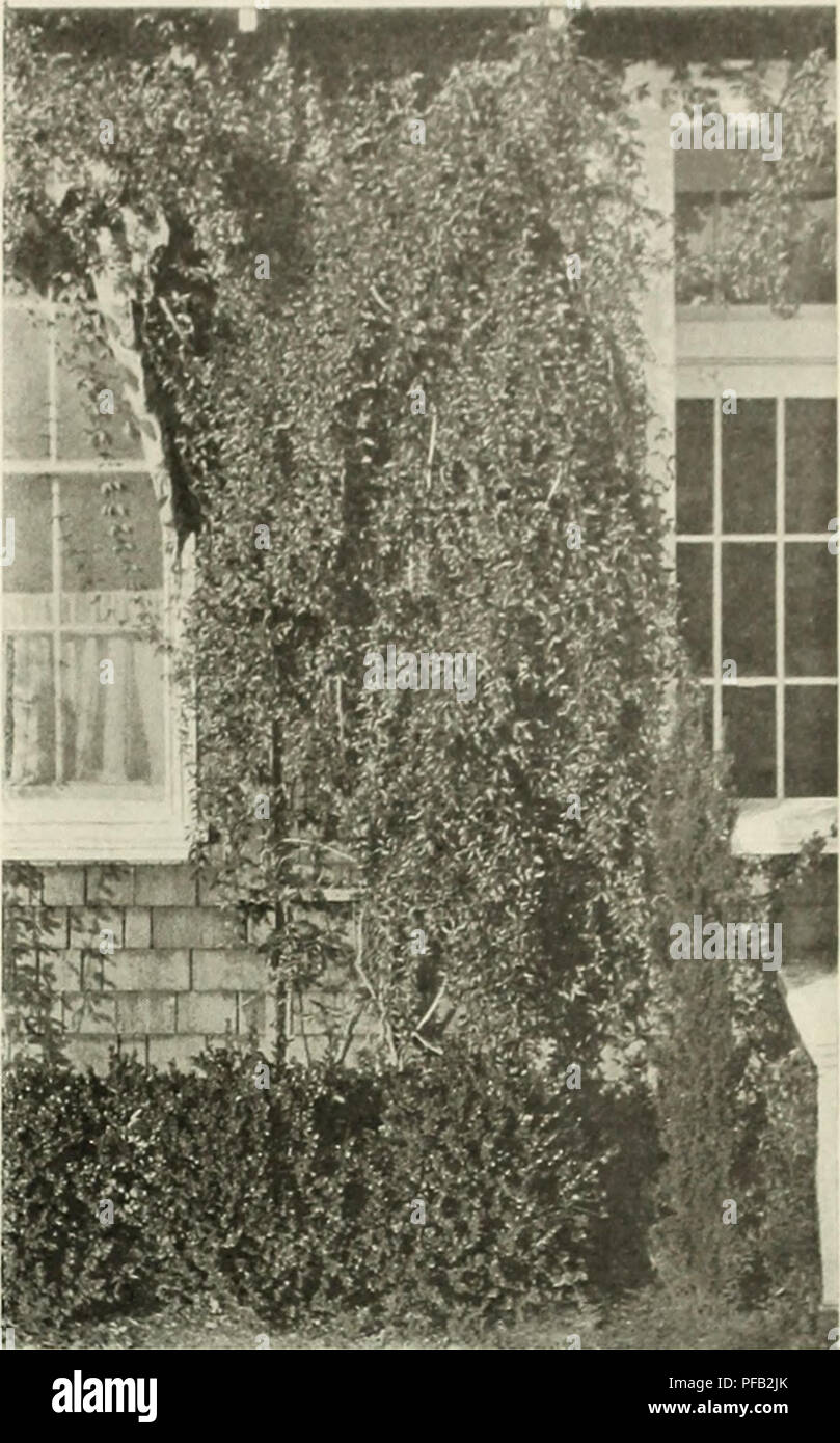 . Descriptive illustrated catalog of dependable fruit and ornamental ...