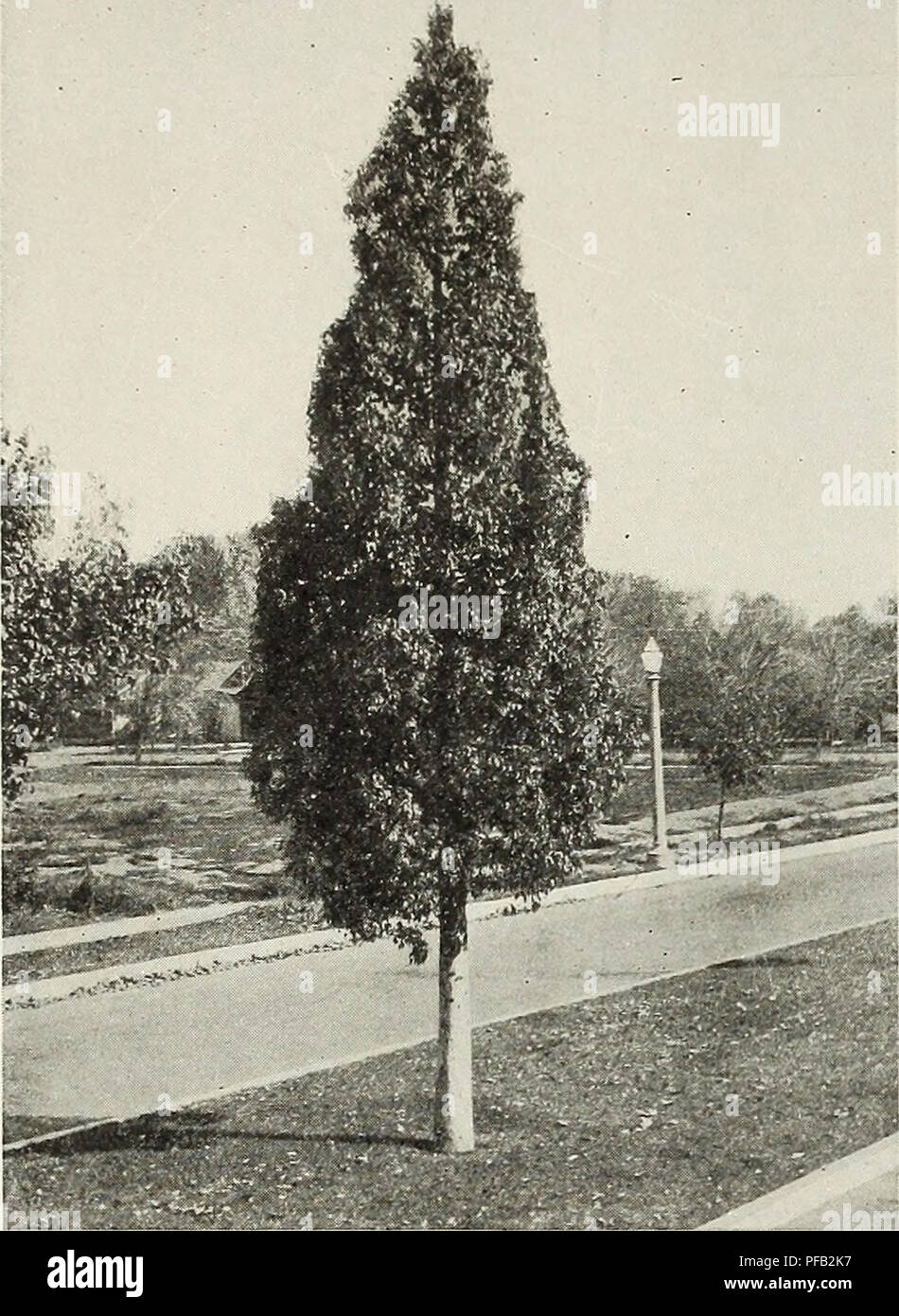 Catalogs tree hi-res stock photography and images - Alamy