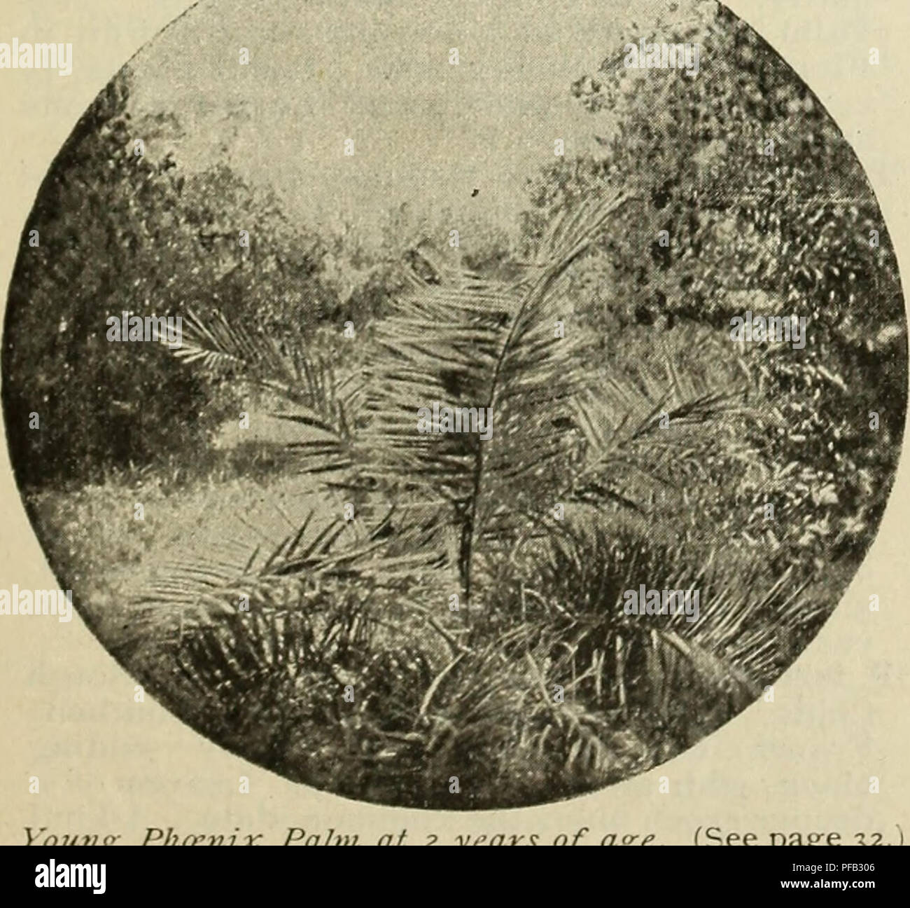 This catalog showcases a variety of palms and cycads offered by Royal ...