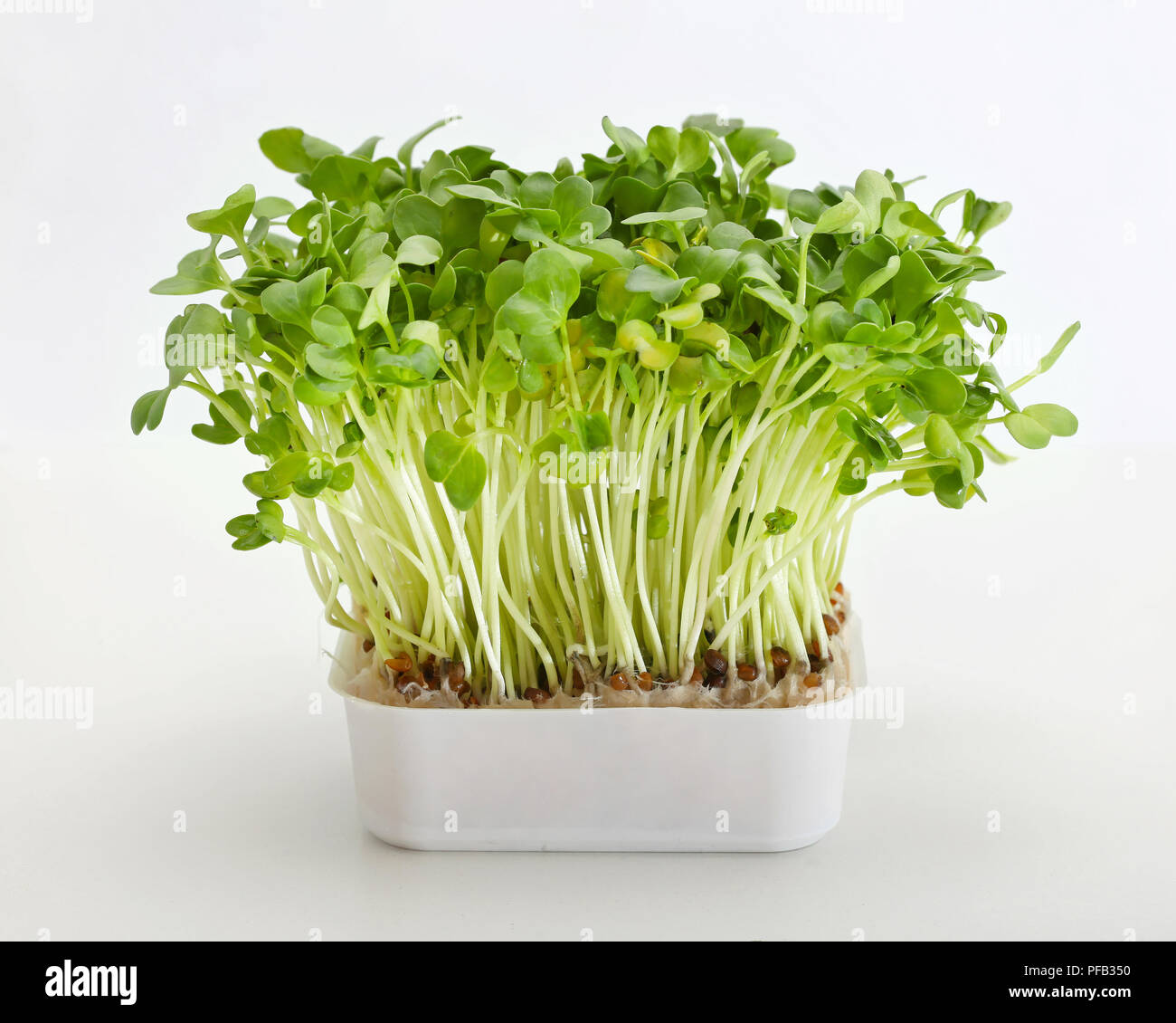 Fresh edible healthy green watercress in pot Stock Photo - Alamy