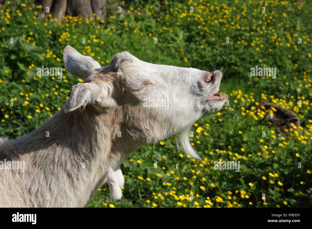 Goat face hi-res stock photography and images - Alamy