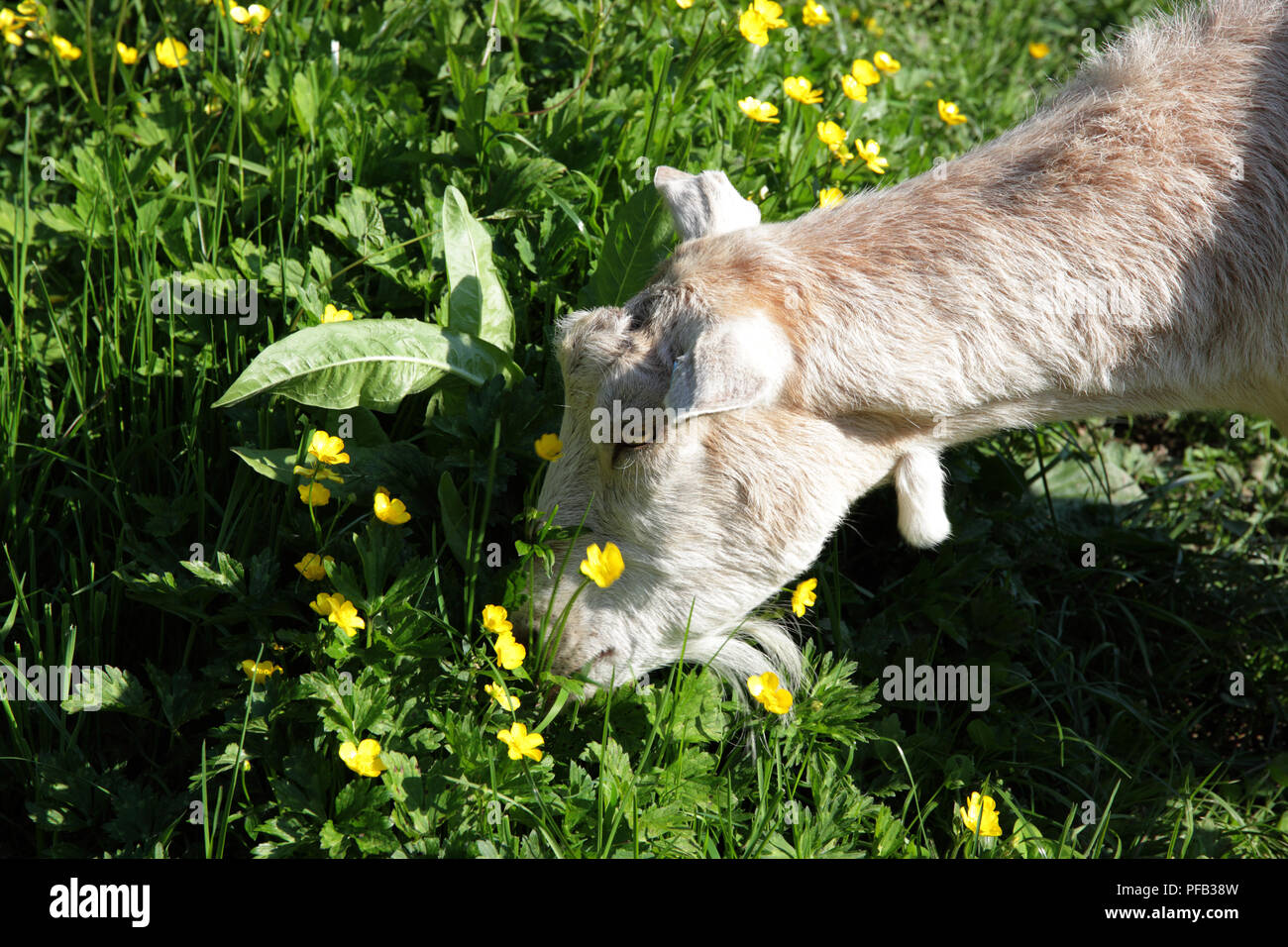 Yellow head wattles hi-res stock photography and images - Alamy