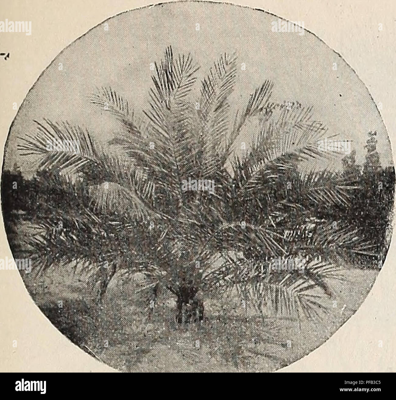 Acaulescent plants hi-res stock photography and images - Alamy