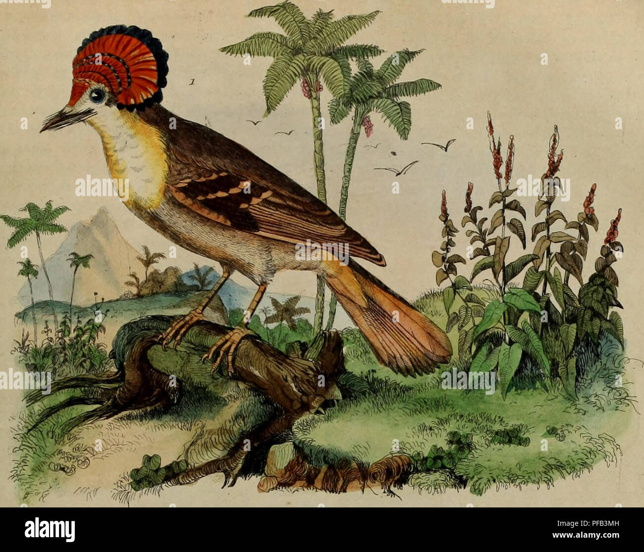 This dictionary provides a detailed and visual overview of natural ...