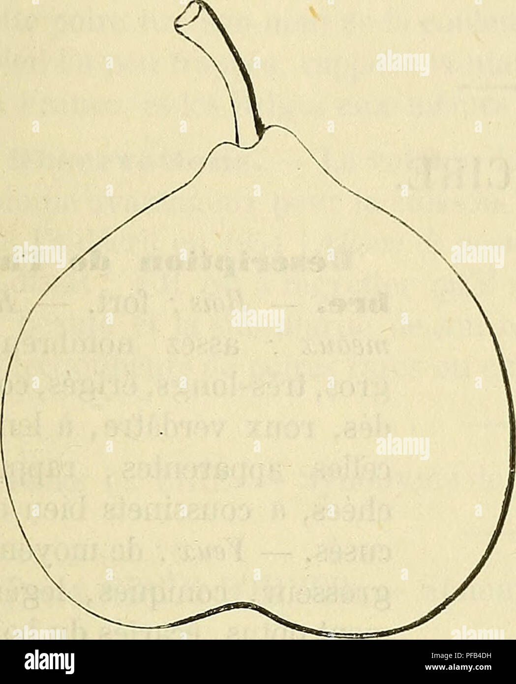 Fruit de chypre hi-res stock photography and images - Alamy