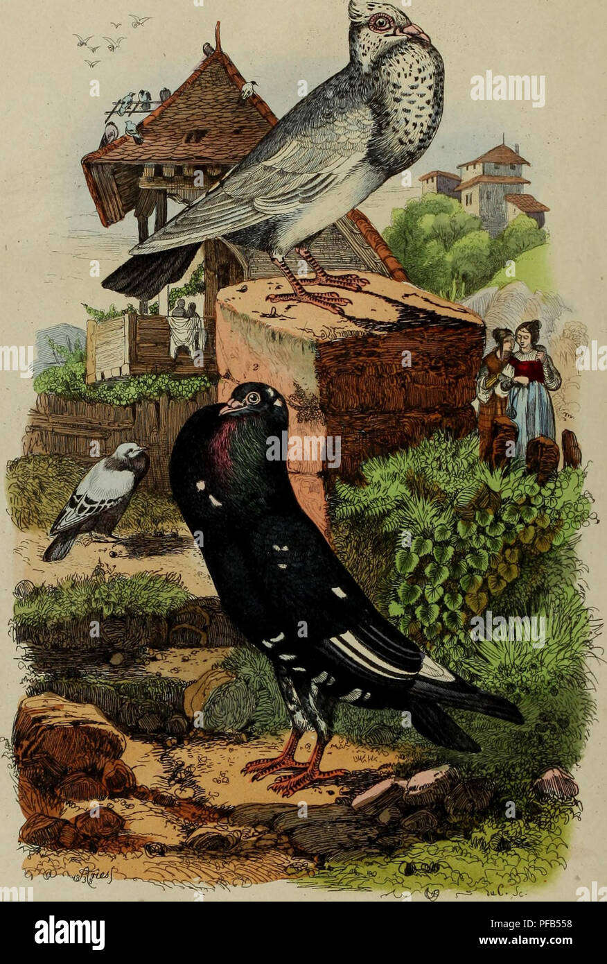 This French dictionary covers a wide range of natural history phenomena ...