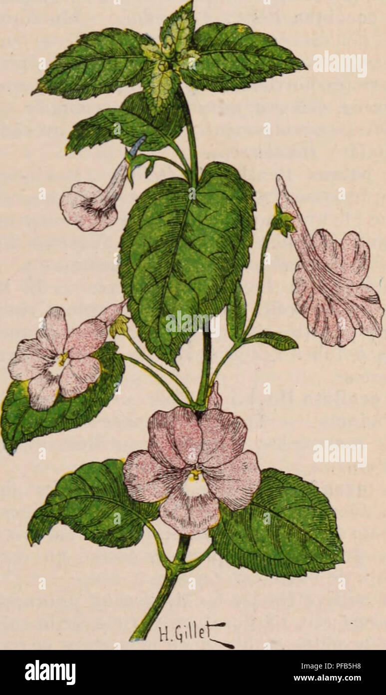 This illustrated horticulture dictionary provides comprehensive ...