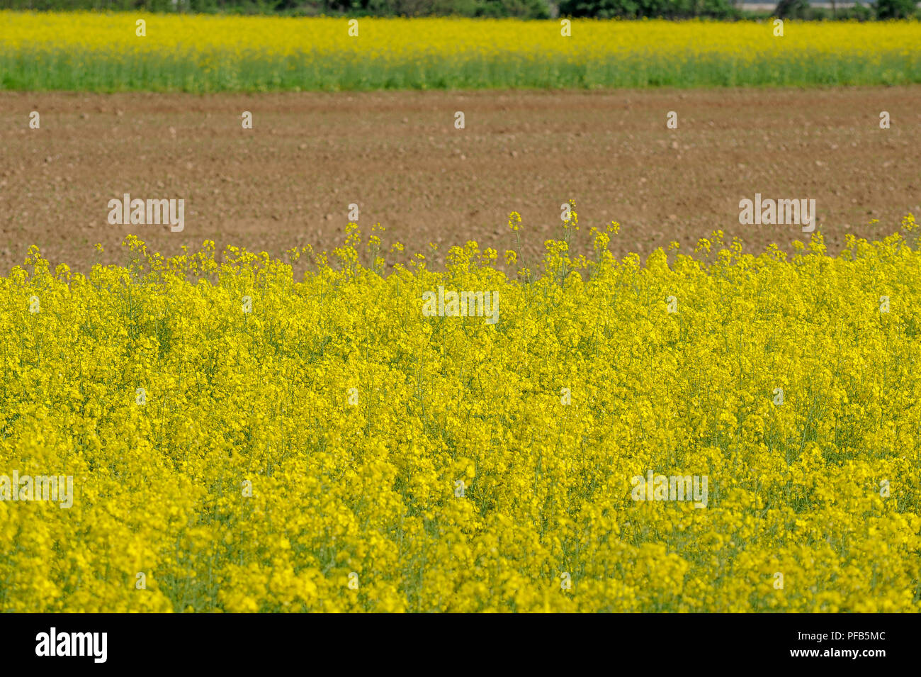 plowed field in spring with coulis Stock Photo - Alamy