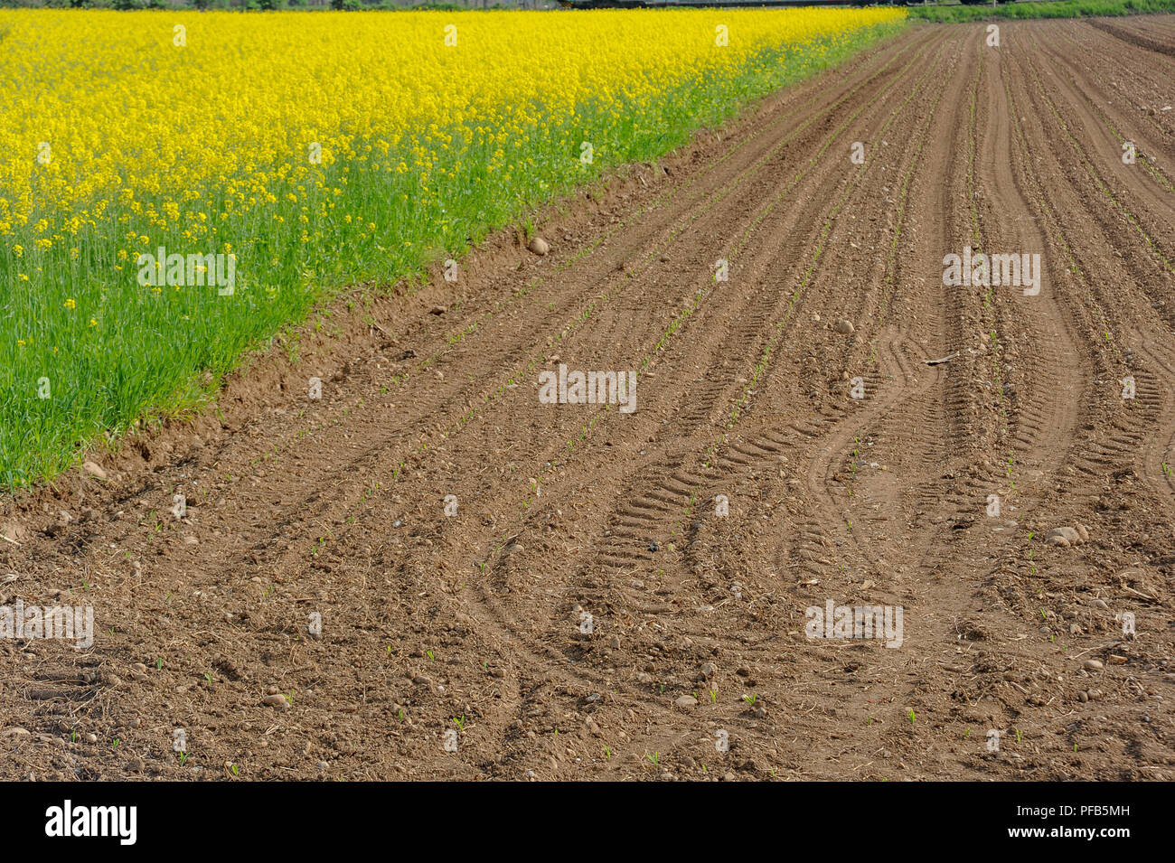 plowed field in spring with colza Stock Photo - Alamy