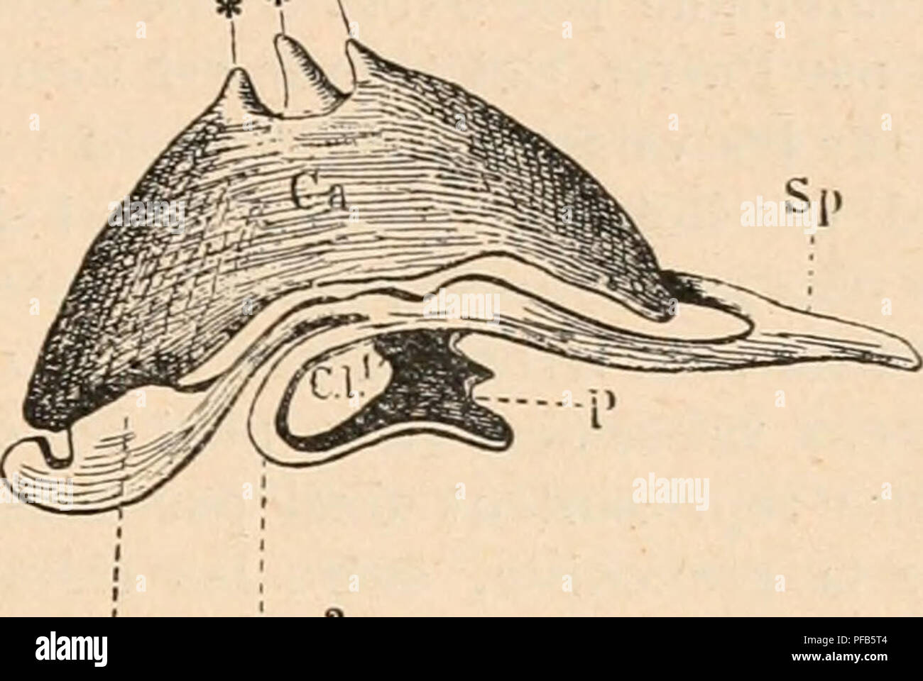 Illustration showing the cartilaginous structure of the human larynx ...