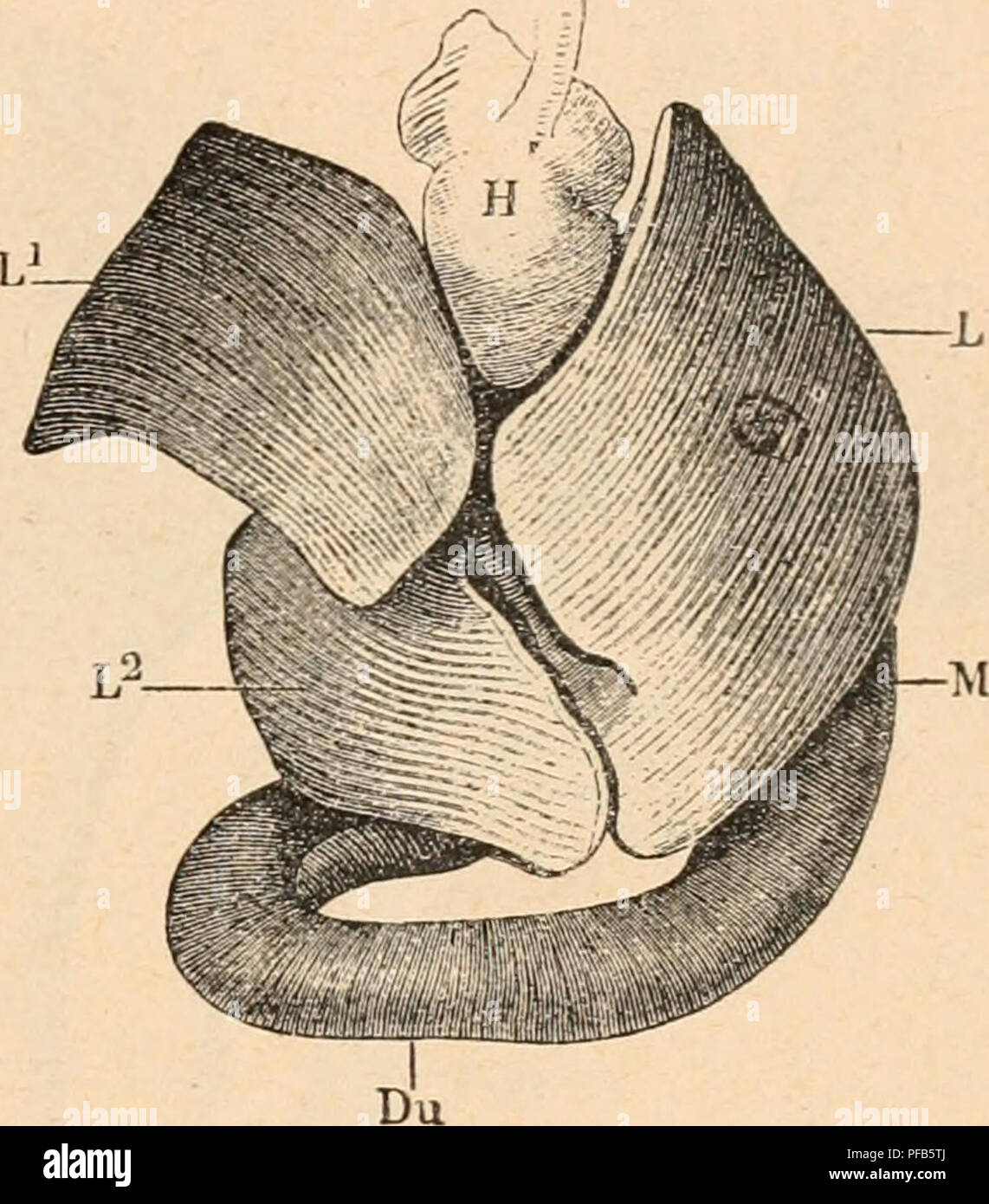 This image is part of a physiological study on the digestive system of ...