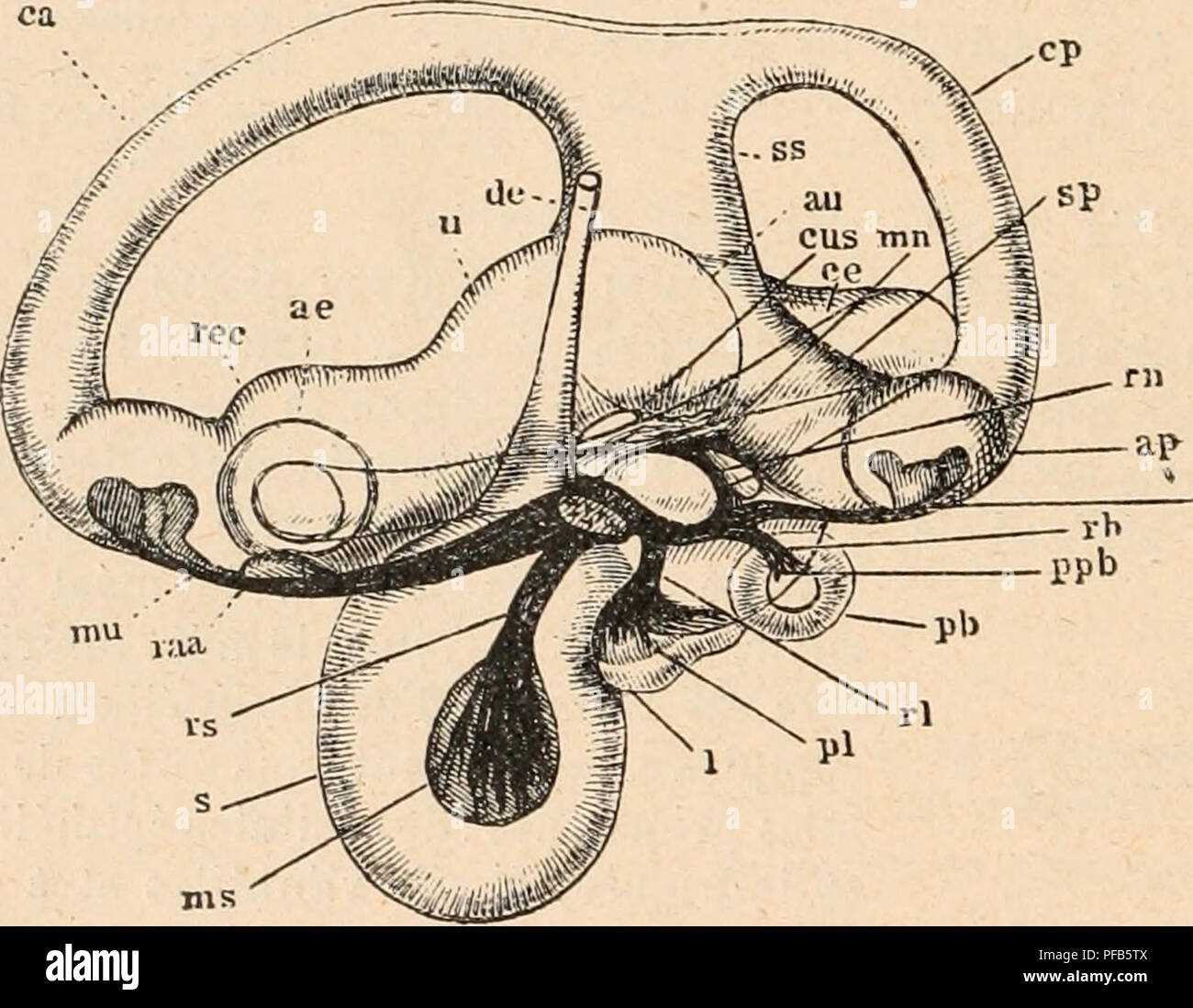 This entry discusses the structure and function of the ear in ...