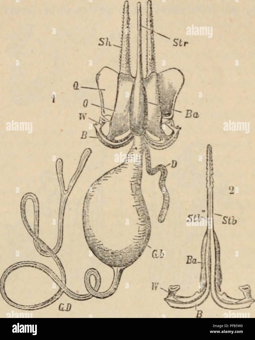 This dictionary of physiology includes a section on insects ...