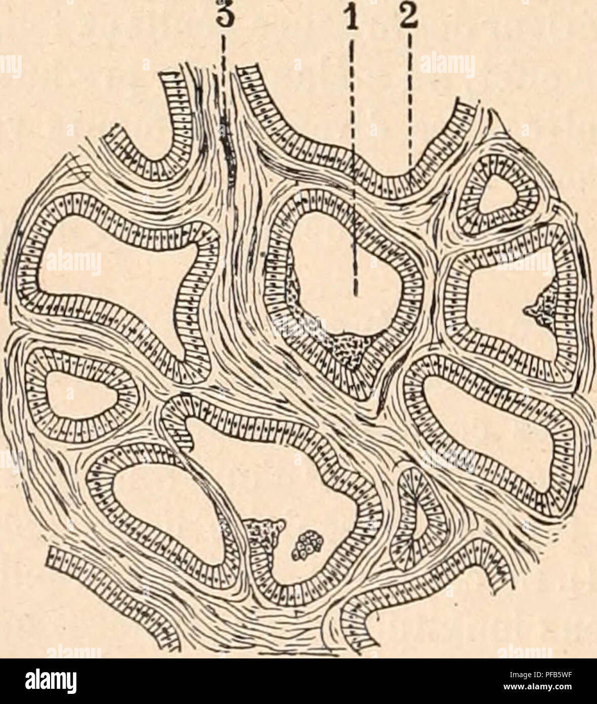 This detailed illustration from a physiology dictionary presents the ...
