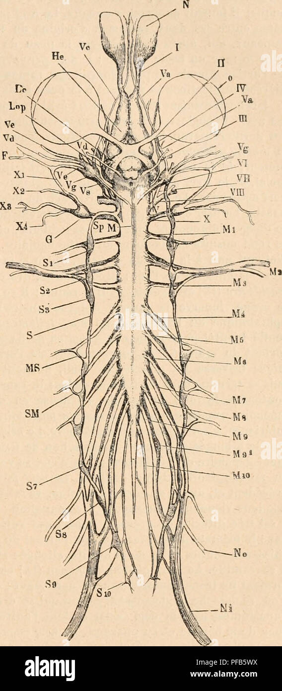 This physiological dictionary covers the nervous system of frogs, with ...