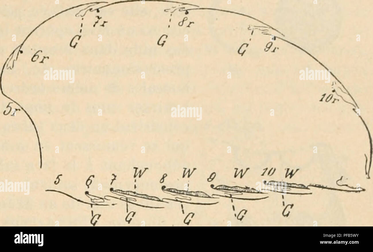 Lac insect hi-res stock photography and images - Alamy