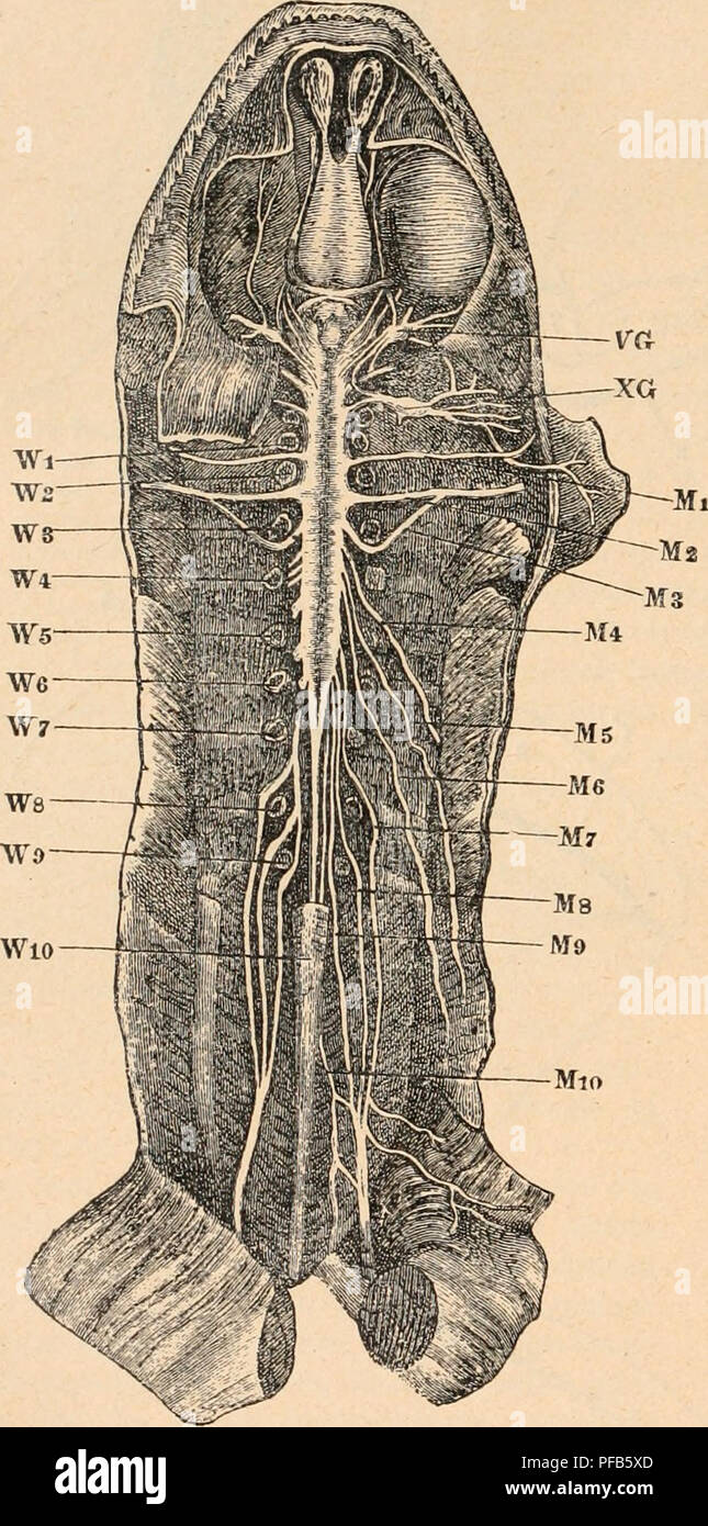 Frog brain hi-res stock photography and images - Alamy