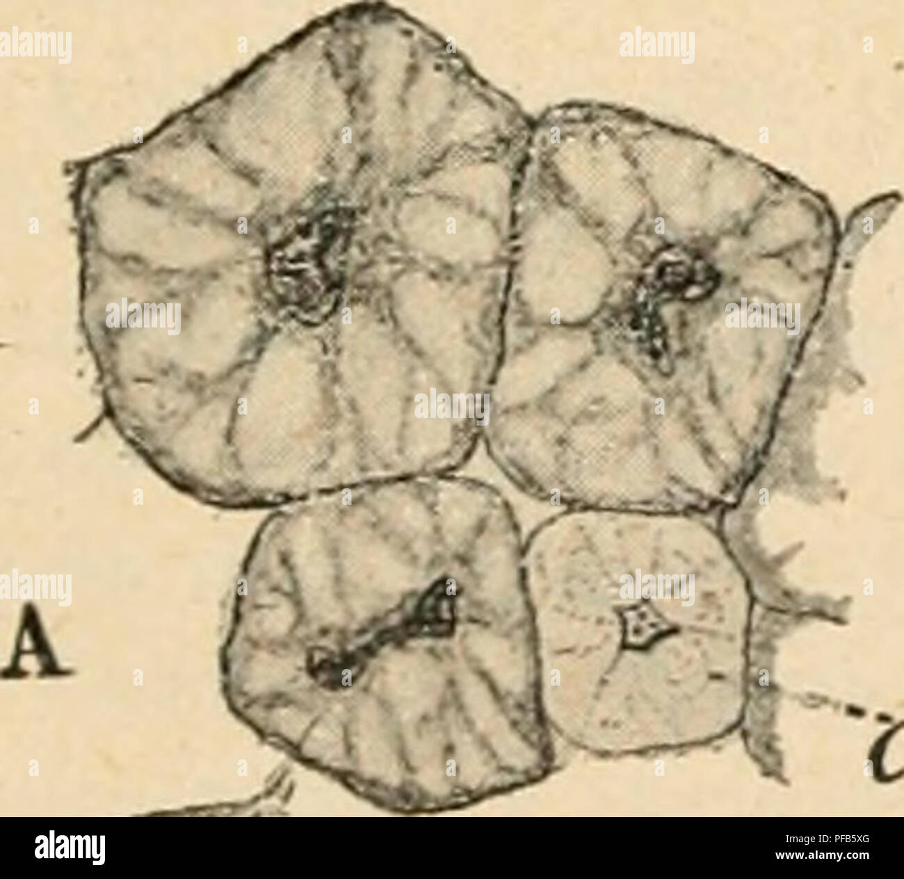 Histolysis hi-res stock photography and images - Alamy