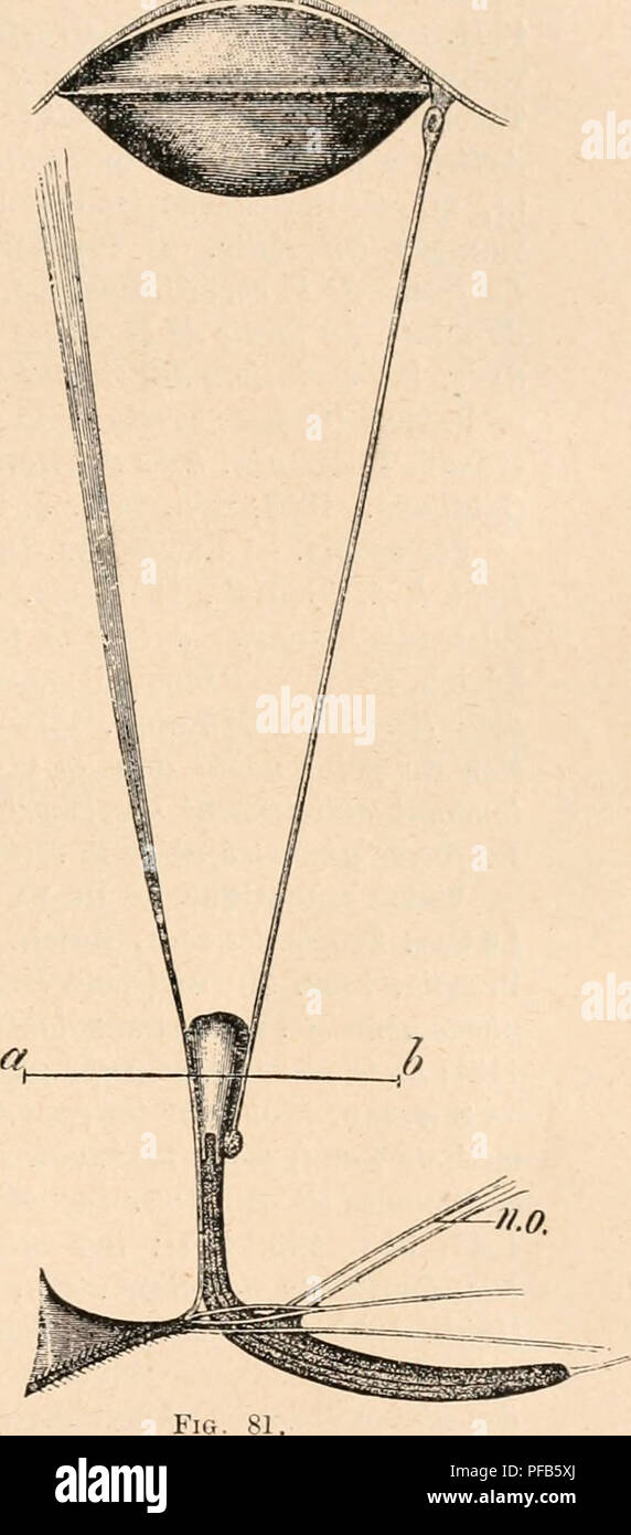 Copilia hi-res stock photography and images - Alamy