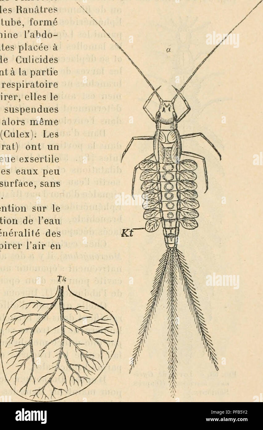 Physiology of divers hi-res stock photography and images - Alamy