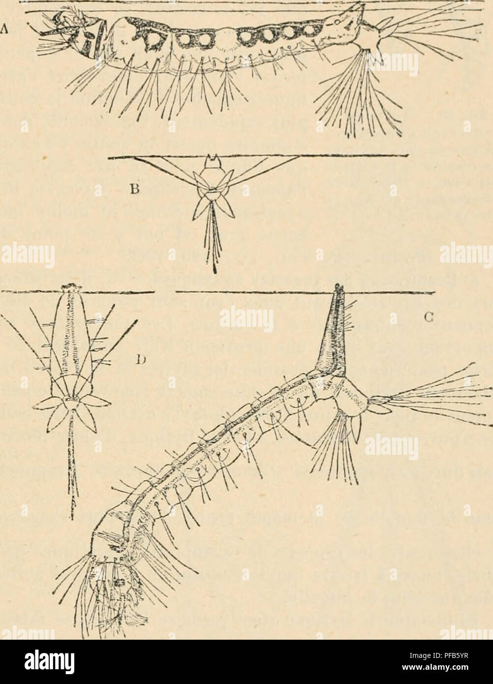 Presque normal hi-res stock photography and images - Alamy