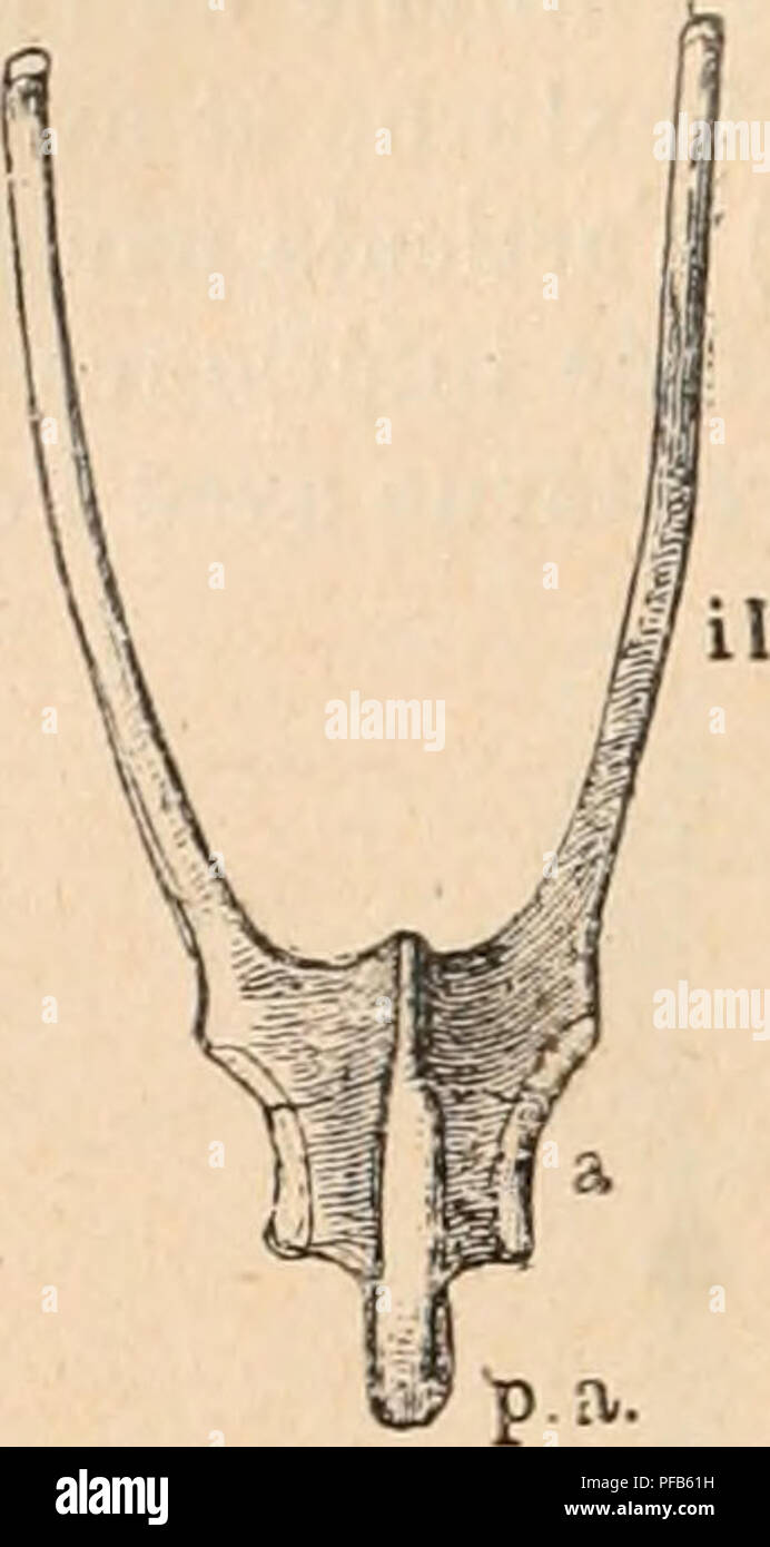 Pelvic girdle human hip hi-res stock photography and images - Alamy