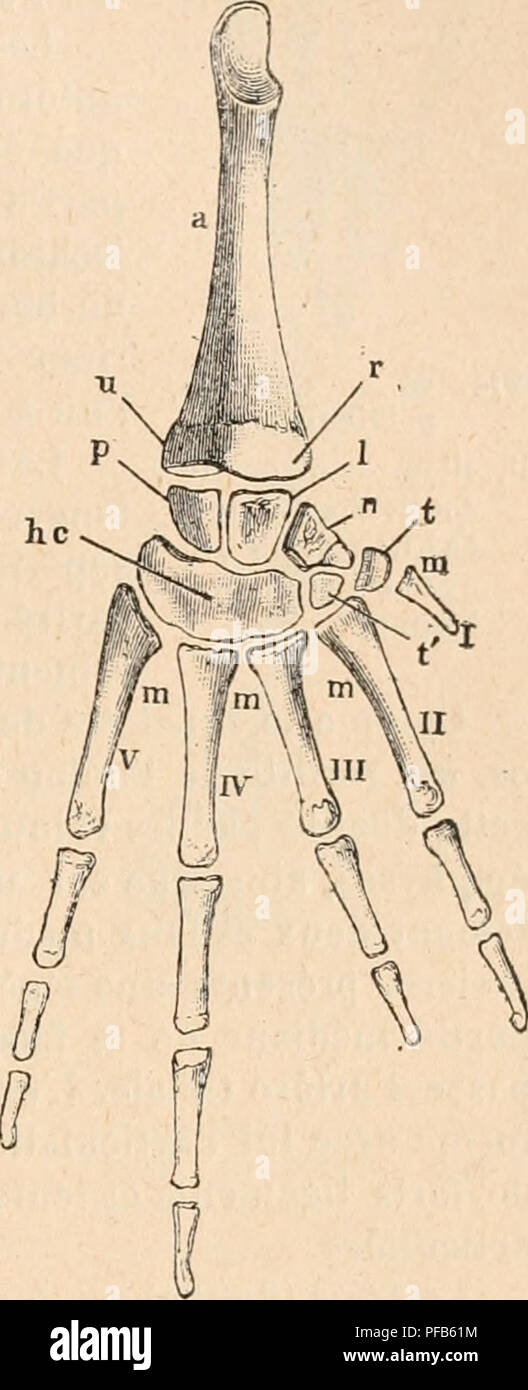 This entry from the Dictionnaire de Physiologie examines the anatomy of ...