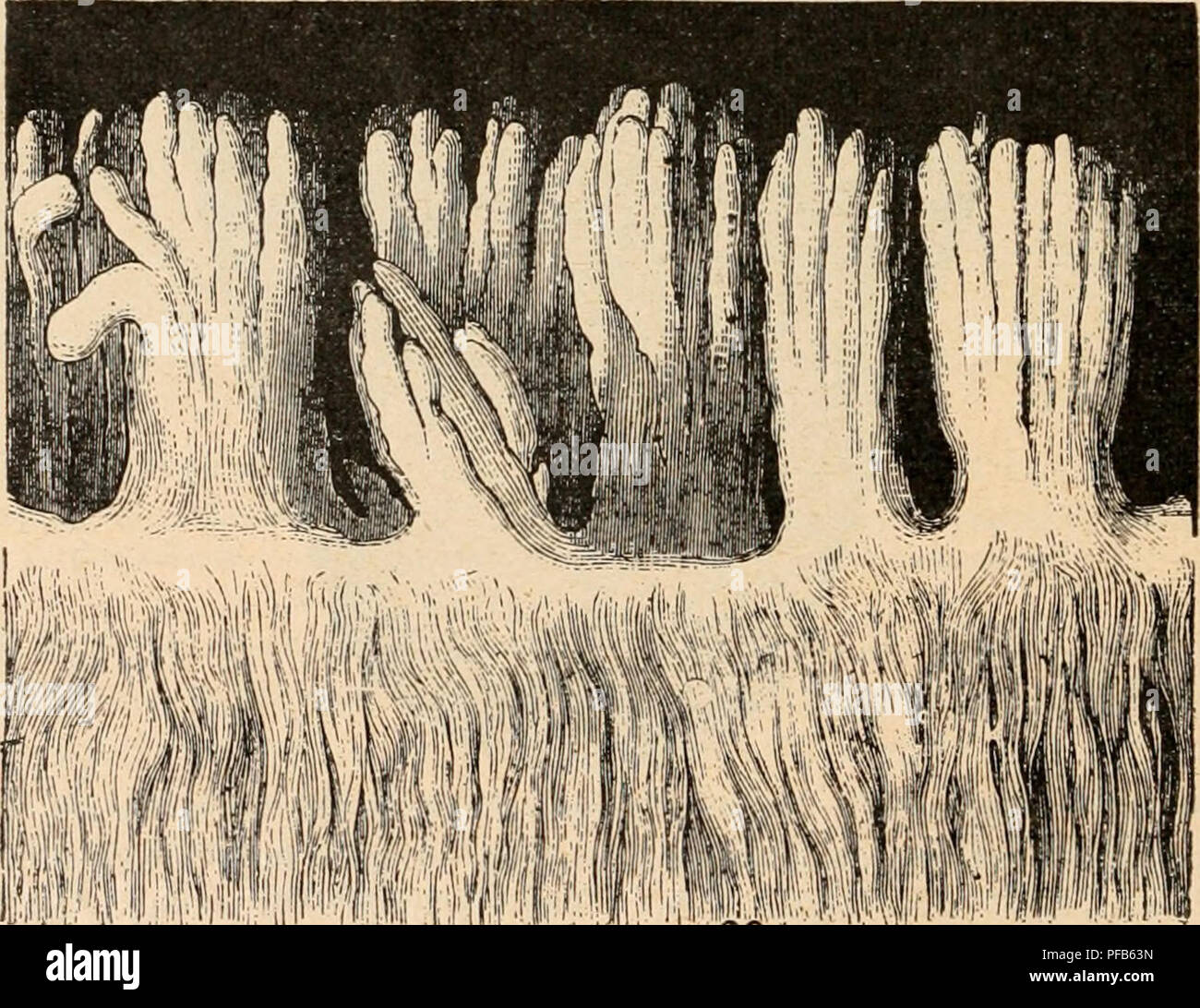 Filiform papillae hi-res stock photography and images - Alamy