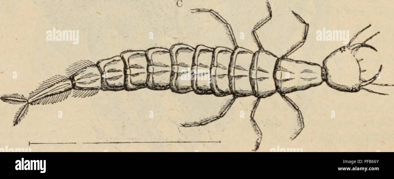 An illustration from the Dictionnaire de physiologie showing the life ...