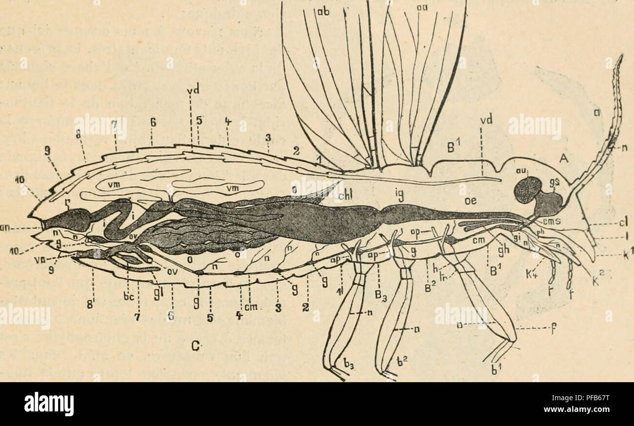 Chenilles insectes chenilles hi-res stock photography and images - Alamy