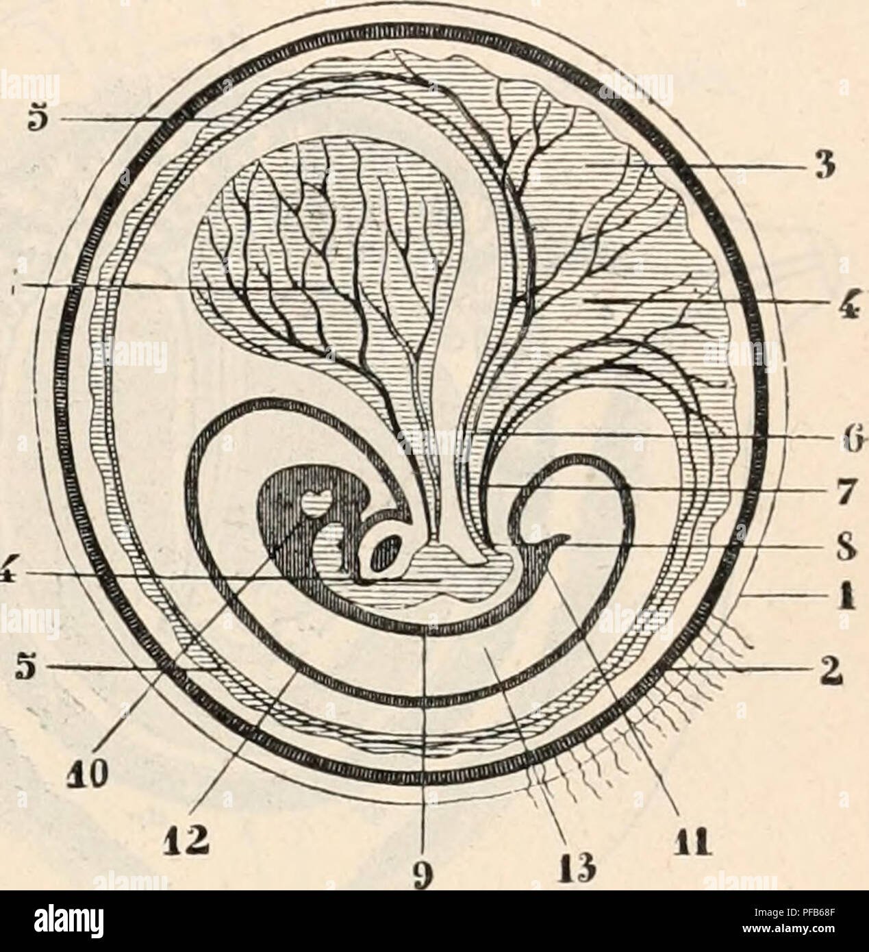Vitelline membrane hi-res stock photography and images - Alamy