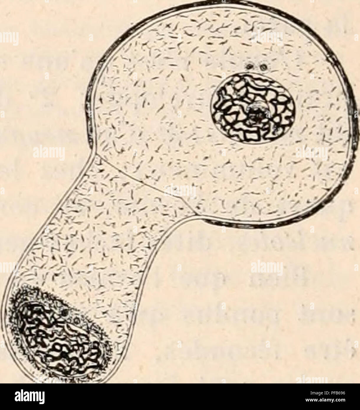Cellule polaire hi-res stock photography and images - Alamy