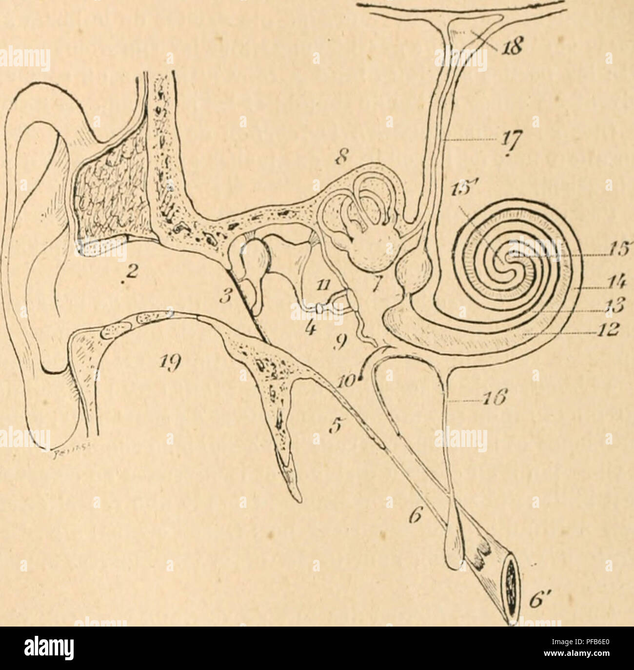 This dictionary of physiology delves into the mechanisms of auditory ...
