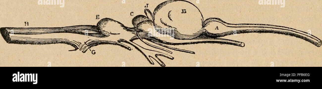 Fourmi blanche hi-res stock photography and images - Alamy