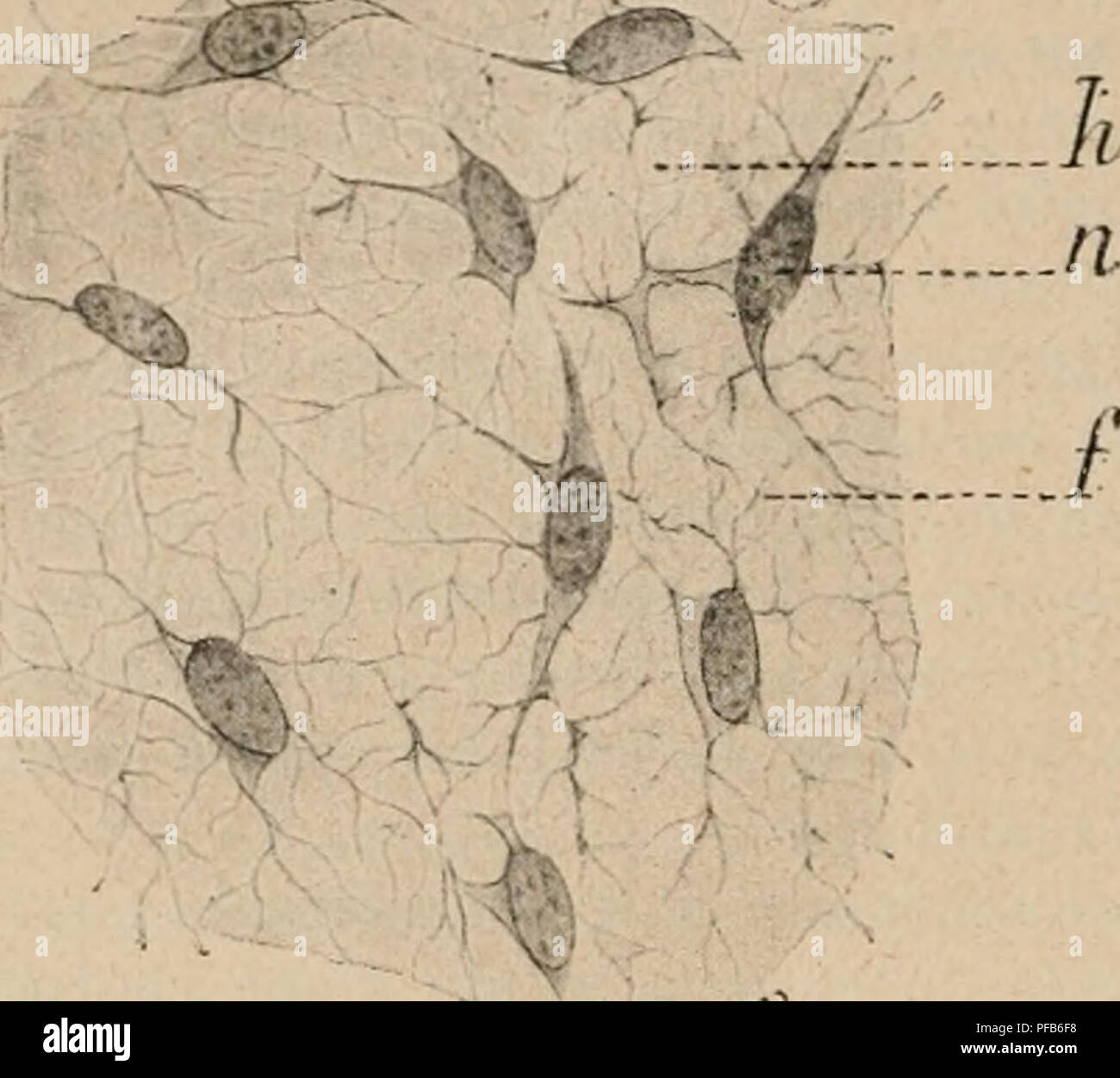 This dictionary offers comprehensive definitions and explanations of ...