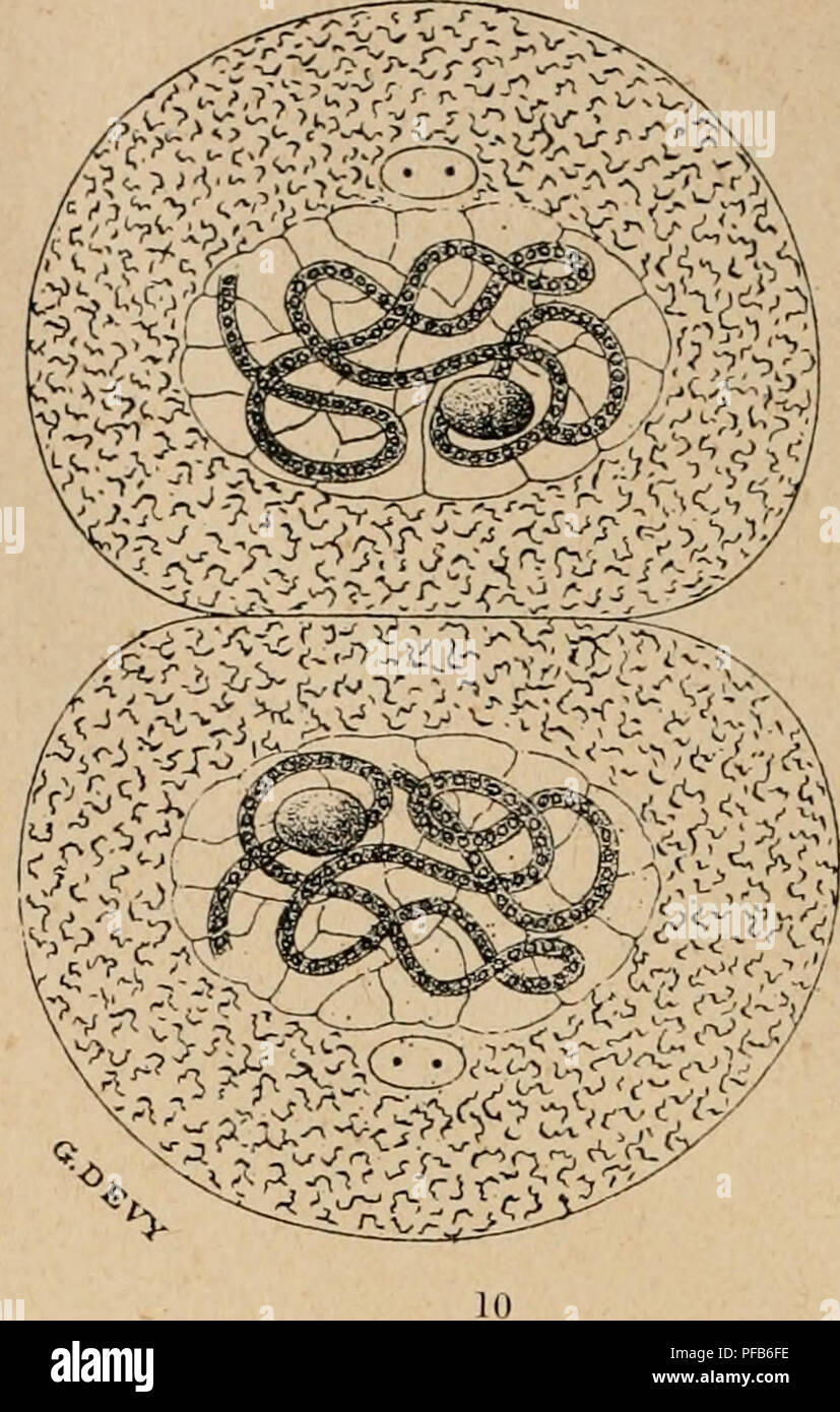 This dictionary outlines the process of indirect cell division ...