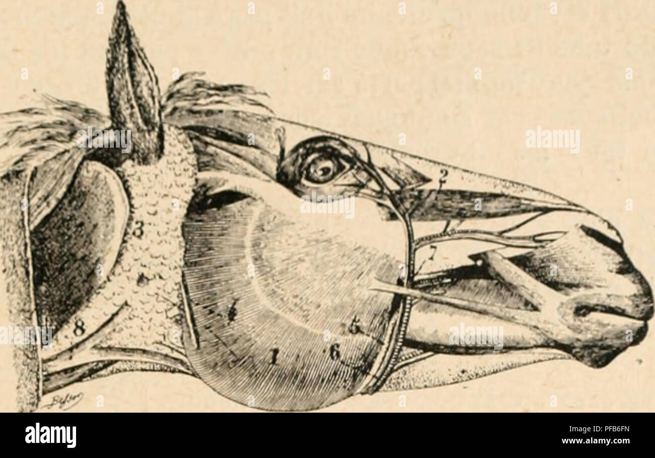 Glande parotide hi-res stock photography and images - Alamy