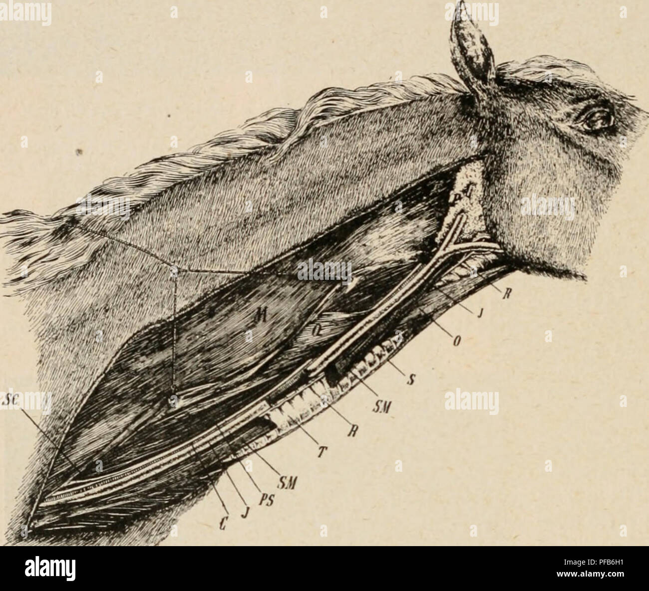 This work focuses on human physiology, detailing the functions of the ...