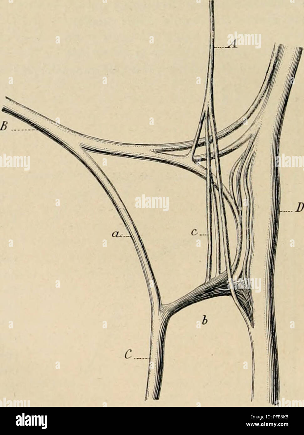 This French physiology dictionary includes detailed illustrations and ...