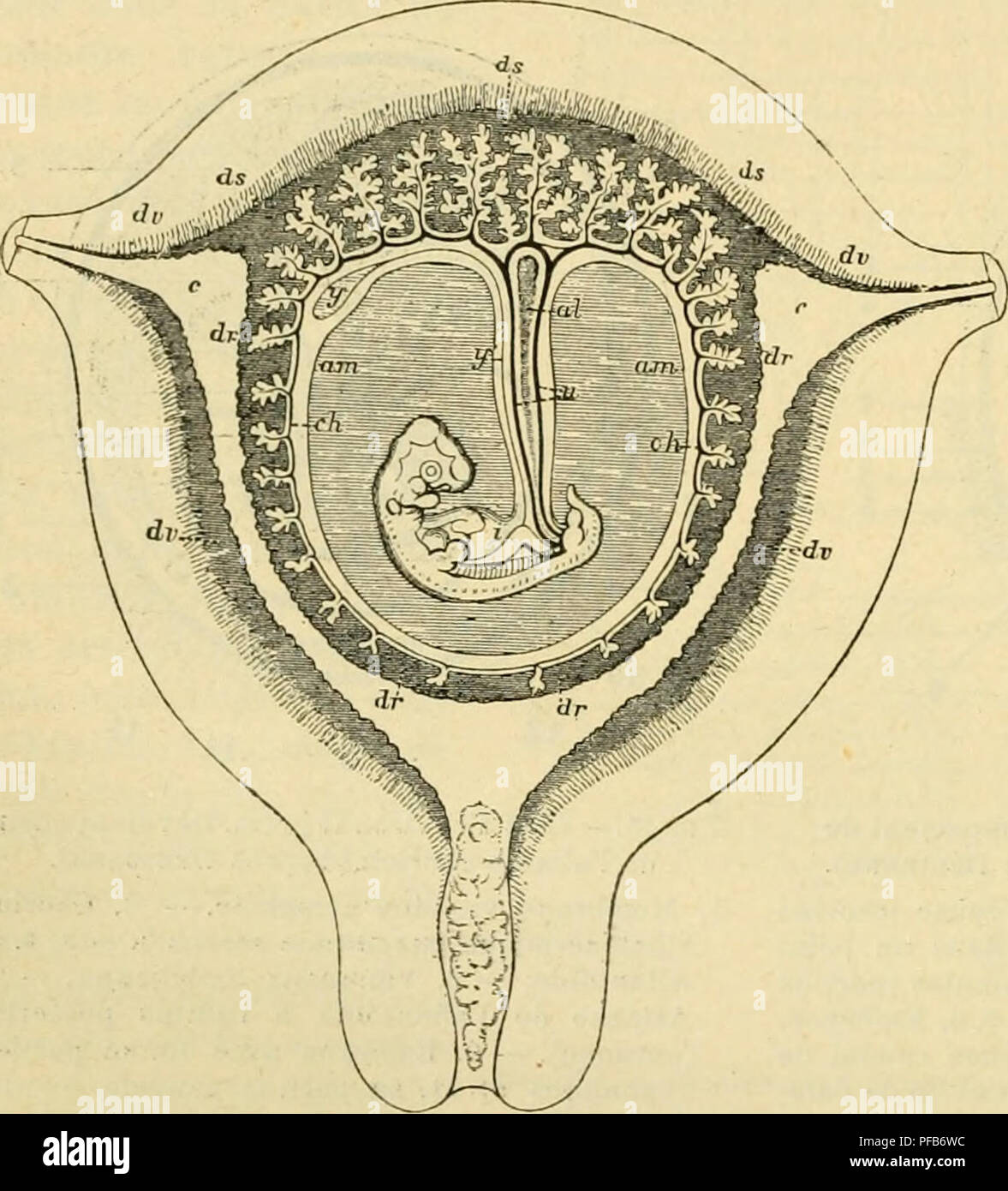 Caduque hi-res stock photography and images - Alamy