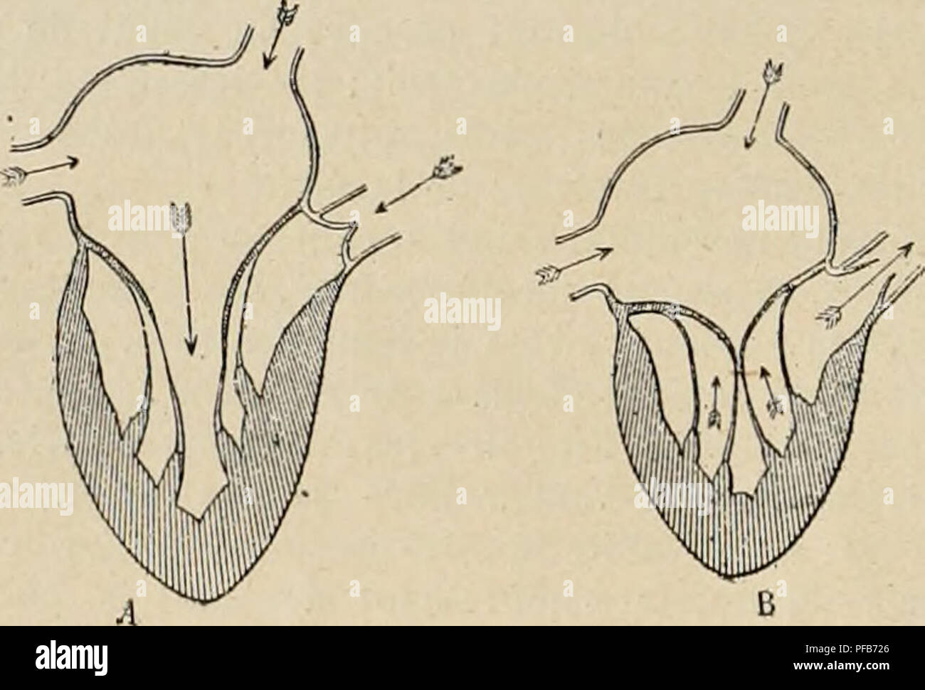 Papillary muscle hi-res stock photography and images - Alamy
