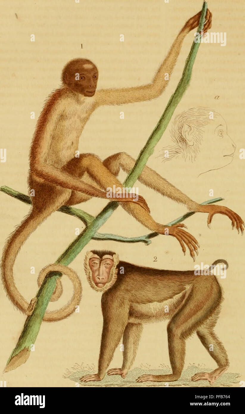 This dictionary provides definitions, analyses, and histories of all ...