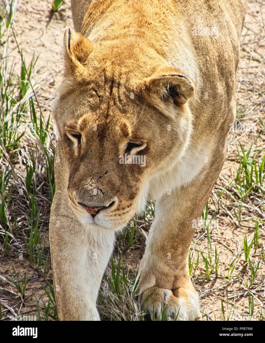Lioness Prowling